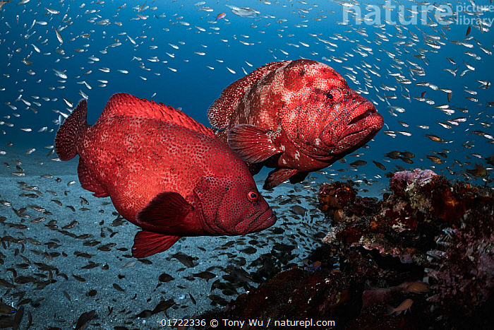 Stock photo of Pair of Tomato hinds (Cephalopholis sonnerati) swimming ...