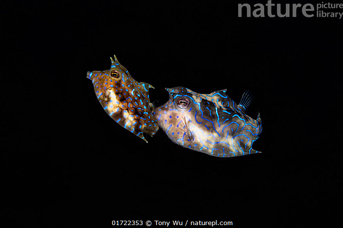 Stock photo of Male Roundbelly cowfish (Lactoria diaphana) nipping and ...