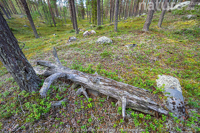 Stock photo of Old growth Boreal Taiga Pine (Pinus sylvestris) forest on sandy soil…. Available ...