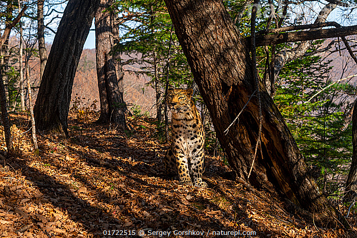 Stock photo of Amur leopard (Panthera pardus orientalis) sitting in ...