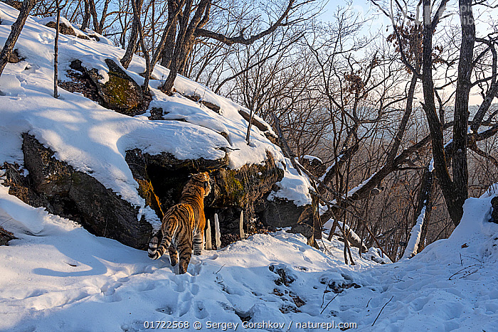 Stock photo of Siberian tiger (Panthera tigris altaica) smelling scent ...