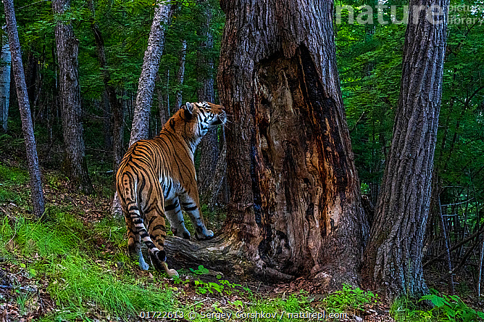 Stock photo of Siberian tiger (Panthera tigris altaica) smelling scent ...