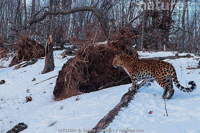 Stock photo of Amur leopard (Panthera pardus orientalis) standing ...