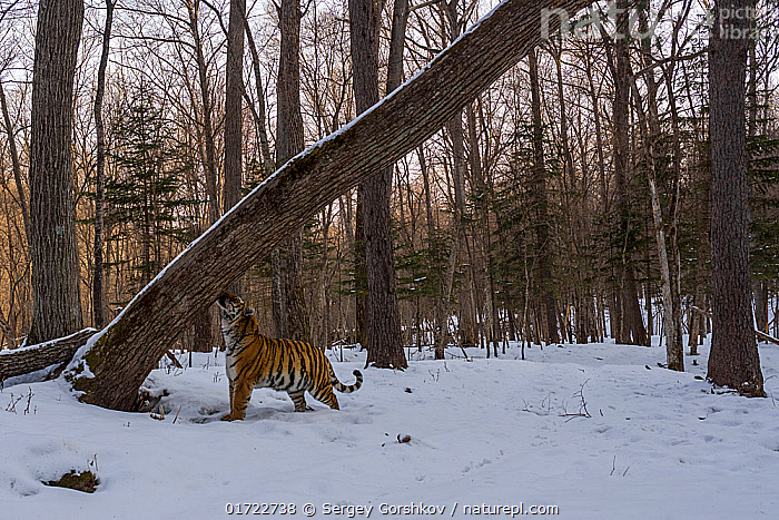 Stock photo of Siberian tiger (Panthera tigris altaica) smelling scent ...