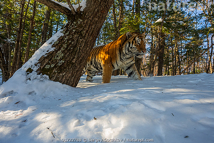 Stock photo of Siberian tiger (Panthera tigris altaica) walking through snowy forest…. Available ...