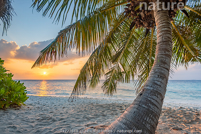 Stock photo of Palm tree on the beach at sunset, Dhigurah island, South ...