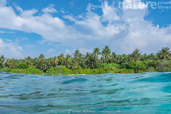 Stock photo of Palm trees and dense vegetation on Dhigurah Island ...