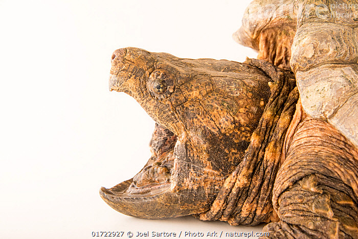 Stock photo of Suwannee alligator snapping turtle (Macrochelys ...