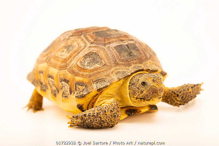 Stock photo of Bolson tortoise (Gopherus flavomarginatus) portrait ...