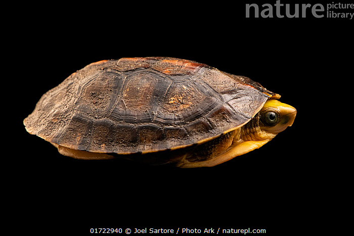 Stock photo of Yellow-headed box turtle (Cuora aurocapitata) juvenile ...