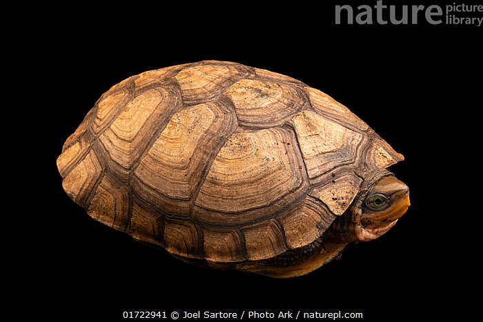 Stock photo of Zhou's box turtle (Cuora zhoui) aged 5 years, portrait ...