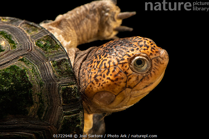 Stock photo of Upemba mud turtle (Pelusios upembae) head portrait ...