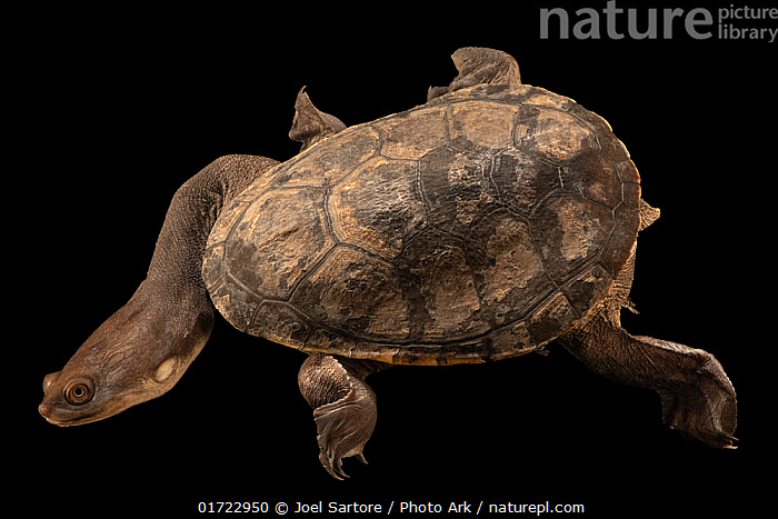 Stock photo of Darwin snake-necked turtle (Chelodina kurrichalpongo ...