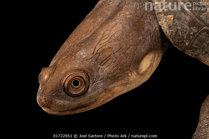 Stock photo of Darwin snake-necked turtle (Chelodina kurrichalpongo ...