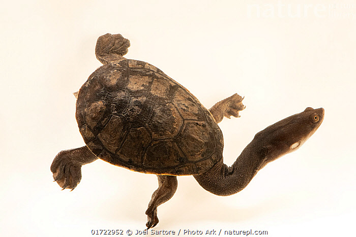 Stock photo of Darwin snake-necked turtle (Chelodina kurrichalpongo ...