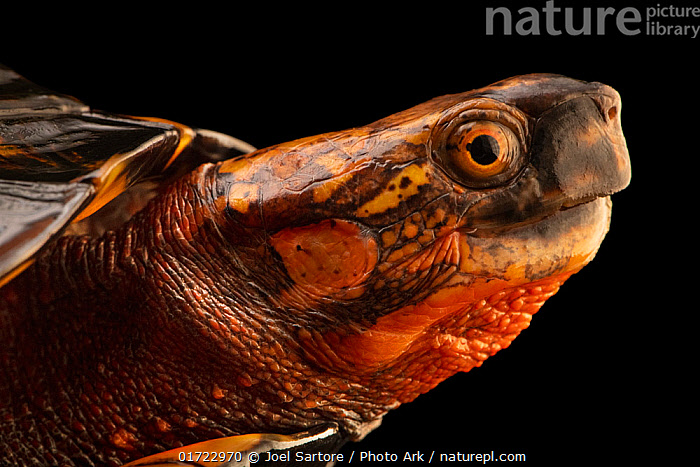 Stock photo of Asian box turtle (Cuora serrata) head portrait, Turtle ...