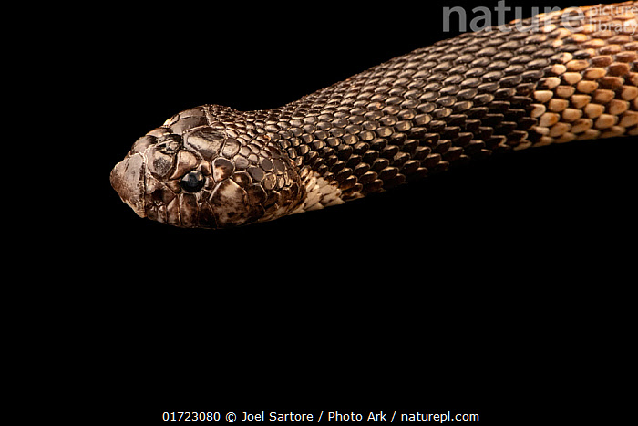 Stock photo of Common shield-nose snake (Aspidelaps scutatus scutatus ...