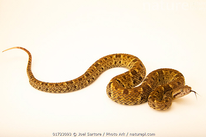 Stock photo of Whitetail lancehead (Bothrops leucurus) portrait ...