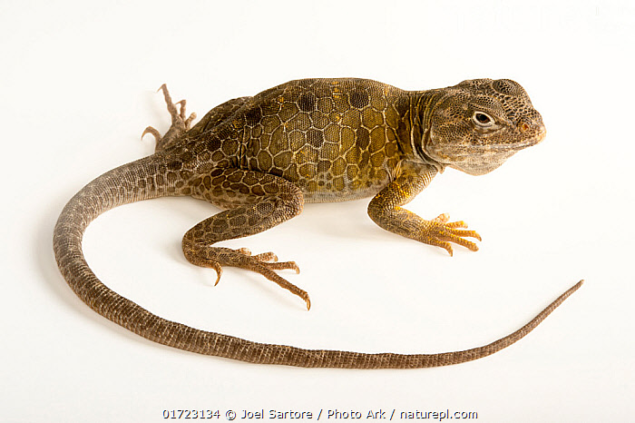 Stock photo of Reticulated collared lizard (Crotaphytus reticulatus ...