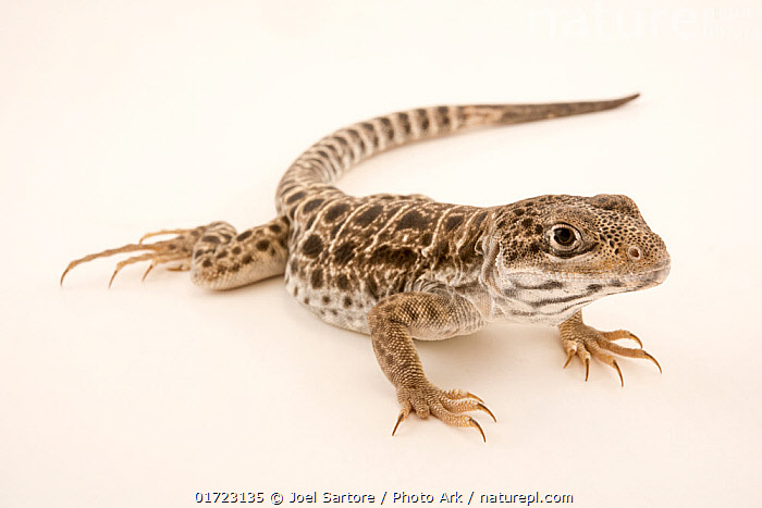 Stock photo of Long-nose leopard lizard (Gambelia wislizenii) portrait ...