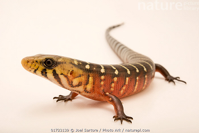 Stock photo of Costa Rican rainbow-striped galliwasp (Diploglossus ...