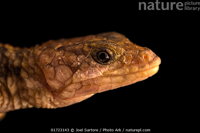 Stock photo of Zimbabwe girdled lizard (Cordylus rhodesianus) head ...