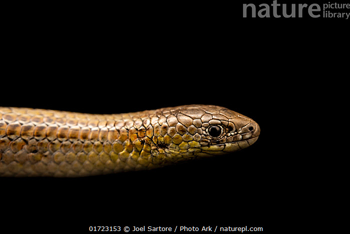 Stock photo of Striped legless lizard (Delma impar) head portrait ...
