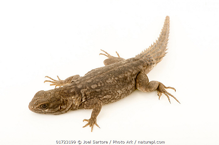 Stock photo of Merrem's Madagascar swift (Oplurus cyclurus) portrait ...