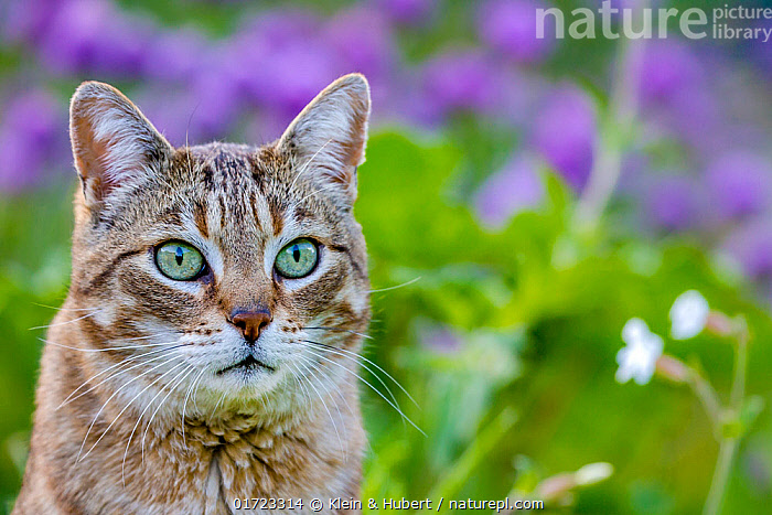 Stock photo of Male tabby cat (Felis catus) in garden with flowers ...