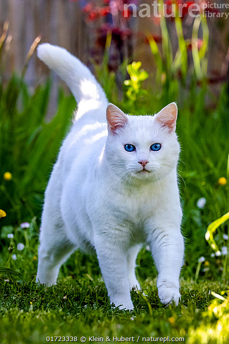 Stock photo of Domestic white female cat (Felis catus) walking through ...