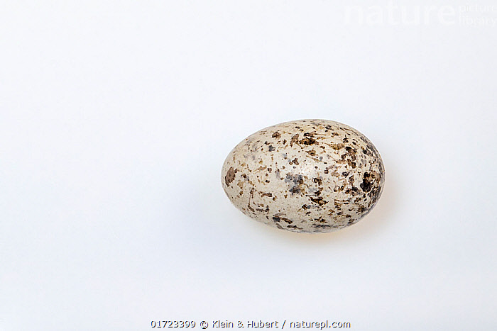 House Sparrow Bird Eggs