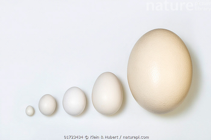 Stock photo of Size comparison of eggs of Common ostrich (Struthio ...