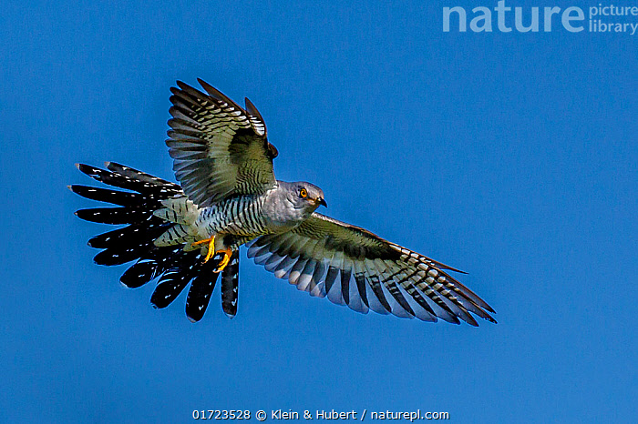 Stock photo of Common cuckoo (Cuculus canorus) in flight in spring ...