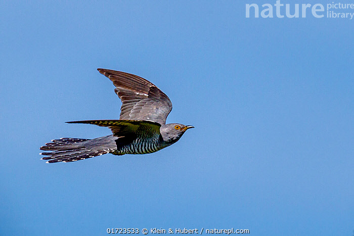 Stock photo of Common cuckoo (Cuculus canorus) in flight in spring ...