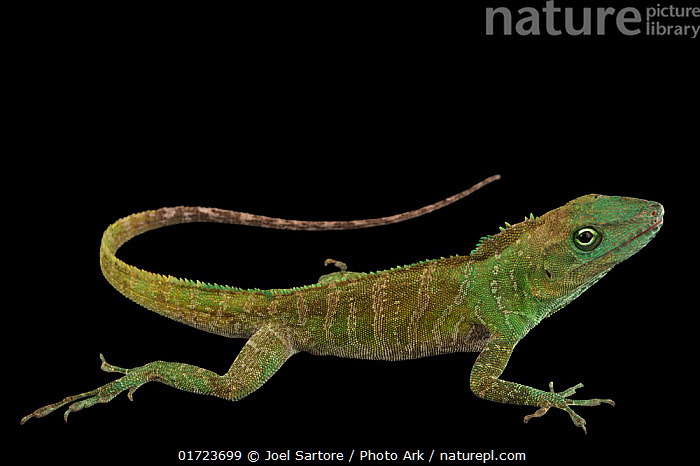 Jamaican Giant Anole
