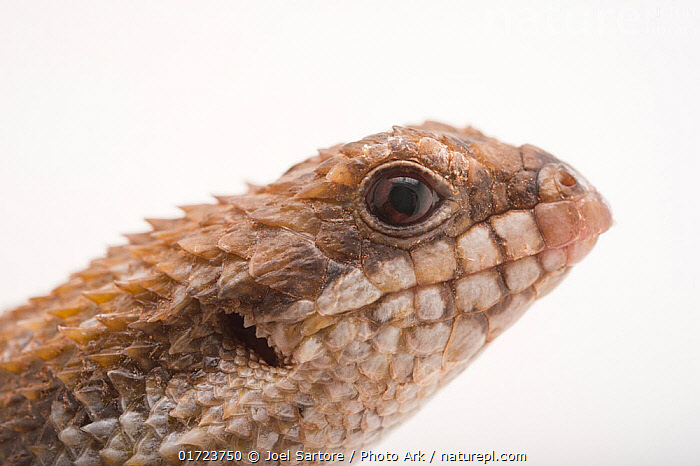 Stock photo of Pygmy spiny-tailed skink (Egernia depressa) head ...