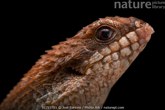 Stock photo of Pygmy spiny-tailed skink (Egernia depressa) head ...