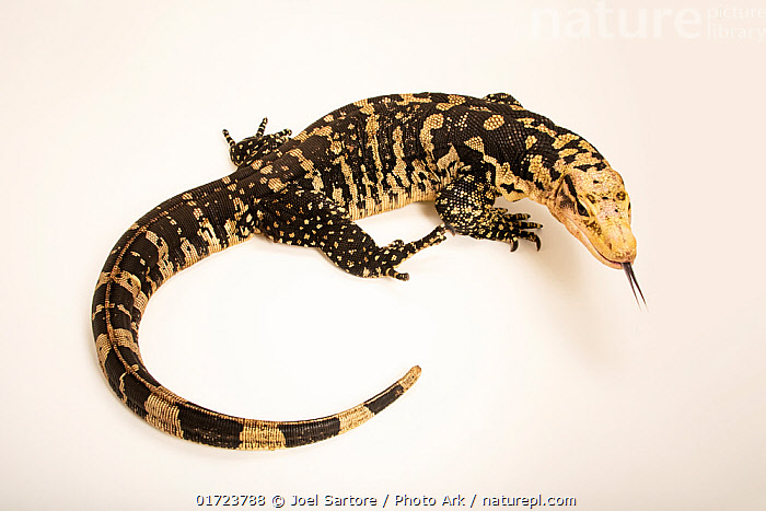 Stock photo of Mindanao water monitor (Varanus cumingi) with tongue out ...