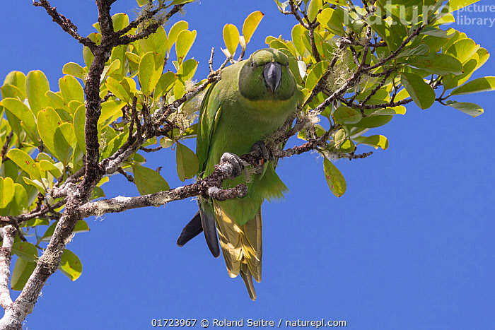 Stock photo of Mauritius parakeet (Psittacula eques) female, perched in ...