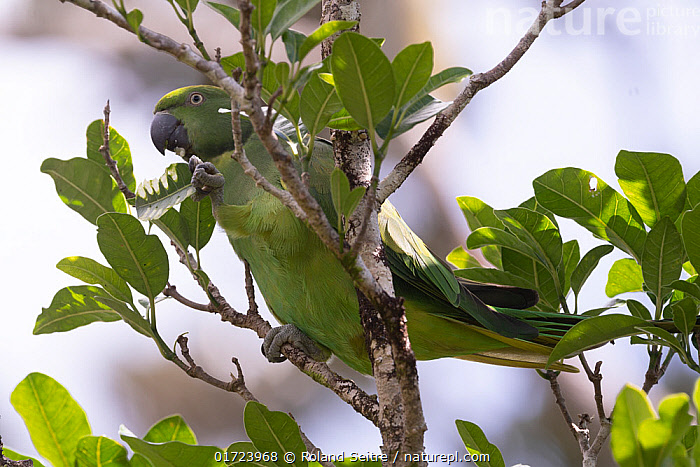 Stock photo of Mauritius parakeet (Psittacula eques) female, perched in ...