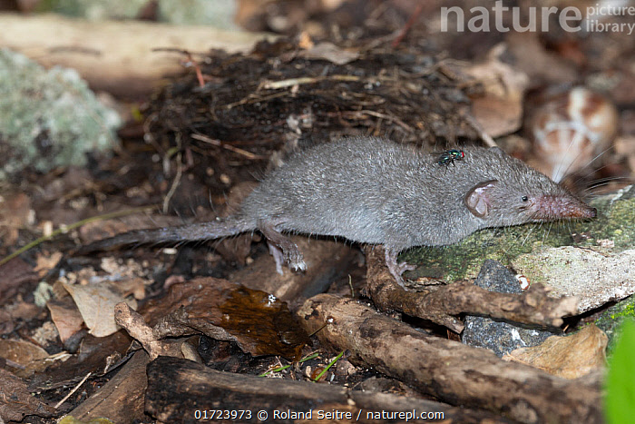 Asian House Shrew