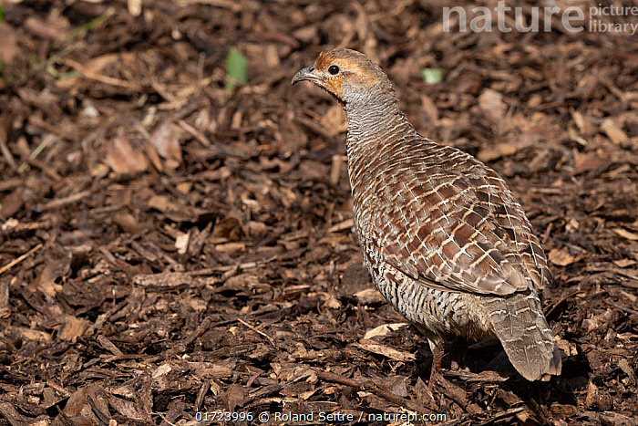 Stock photo of Indian grey francolin (Francolinus pondicerianus ...