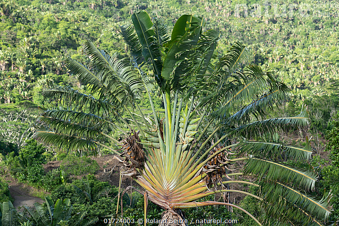 Stock photo of Traveller's tree (Ravenala madagascariensis) foliage ...