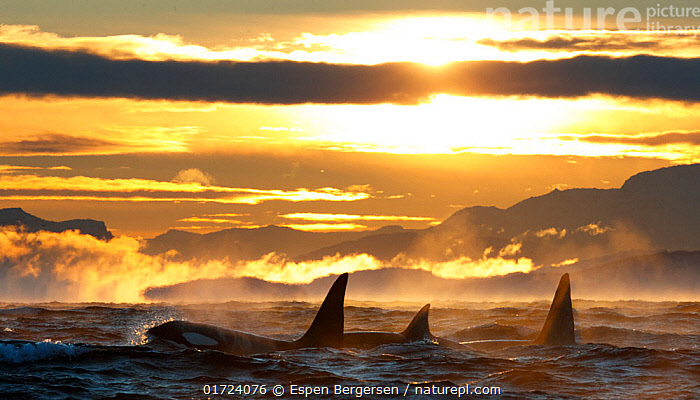 Stock photo of Pod of Orcas (Orcinus orca) feeding at the surface on ...
