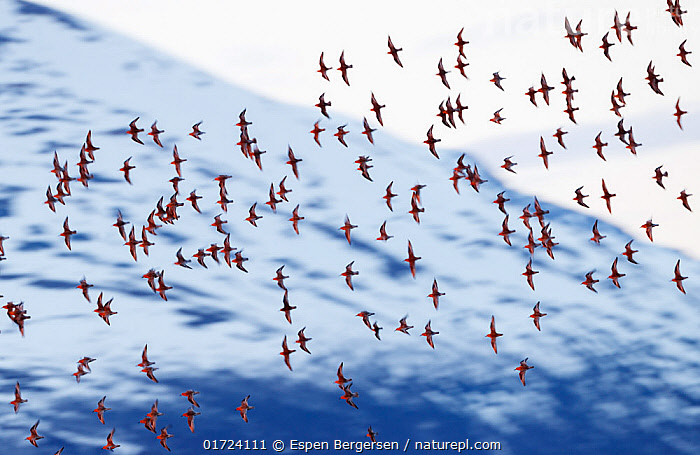 Stock photo of Red knot (Calidris canutus) flock in flight during ...