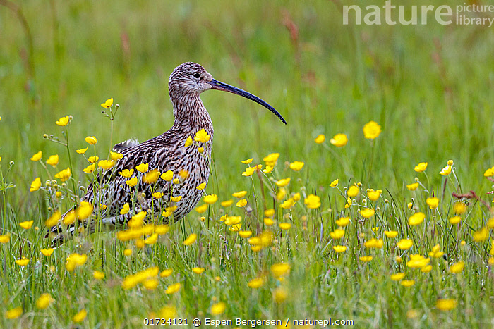 Stock photo of Common curlew (Numenius arquata) at breeding site, among ...