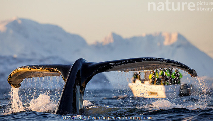 Stock photo of Humpback whale (Megaptera novaeangliae) diving with tail ...