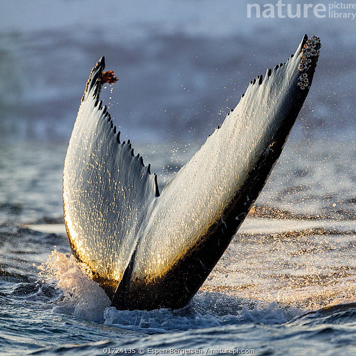 Stock photo of Humpback whale (Megaptera novaeangliae) close up of tail ...