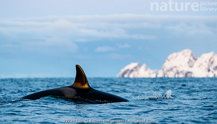 Stock photo of Orca (Orcinus orca) swimming at sea surface with ...