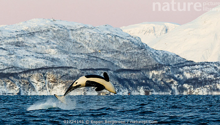Stock photo of Orca (Orcinus orca) breaching, with snow-covered ...